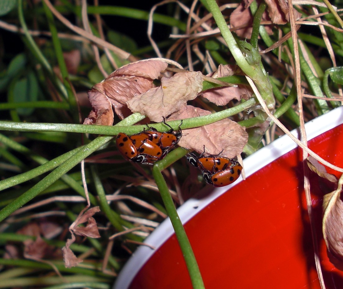 Insect Porn. : r/pics